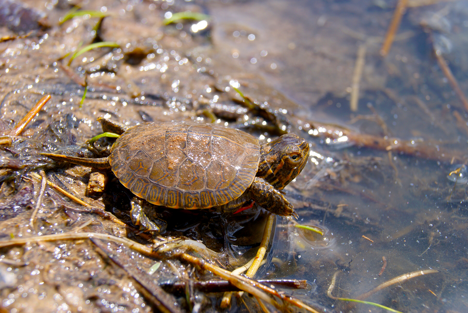 Operation Turtle - BEMP