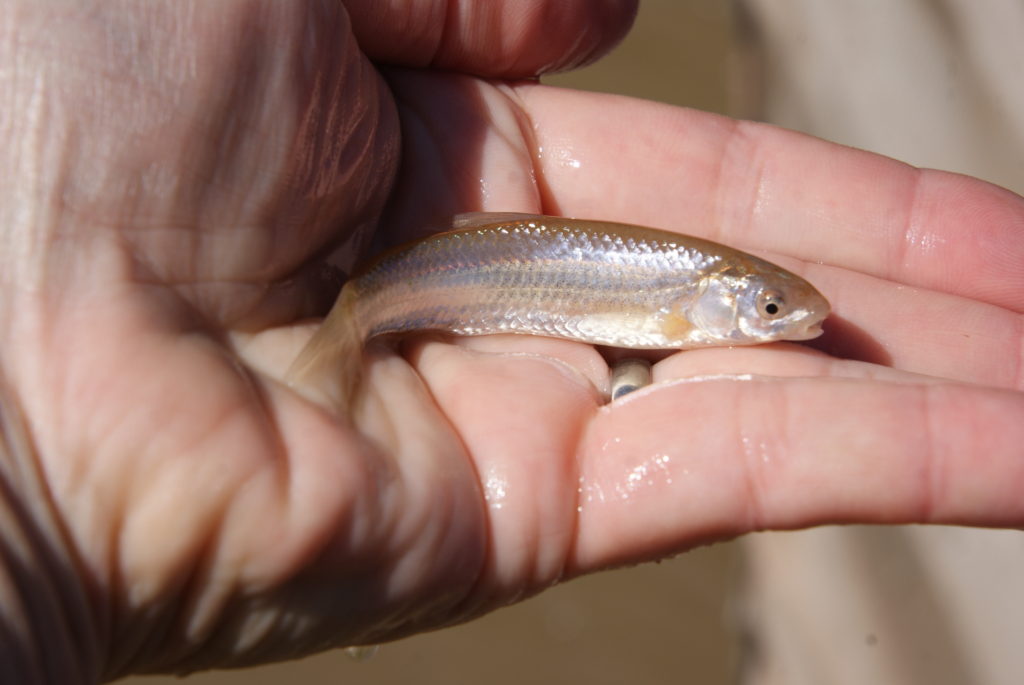 Rio Research Roudup - BEMP