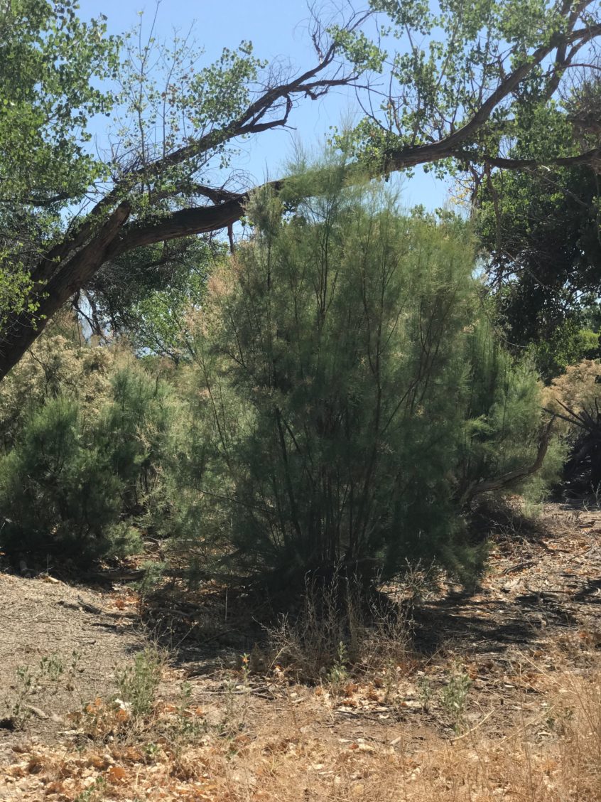 Nature.salt cedar and bosque - BEMP